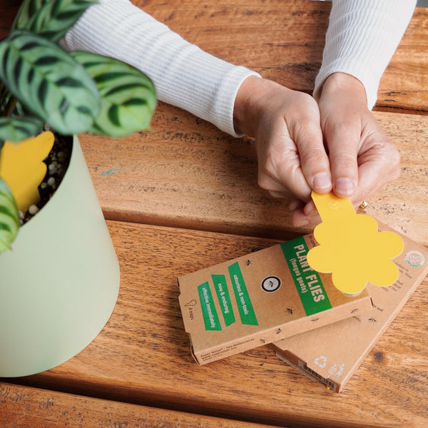 Fungal Gnat Sticky Traps – Glowpear Australia